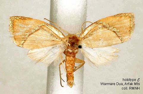 Papua Insects Foundation (Lepidoptera/Erebidae(Arctiinae)/Emelieana ...